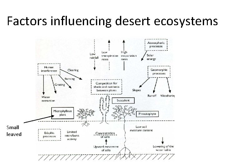 Desert environments in Namibia The flora and fauna