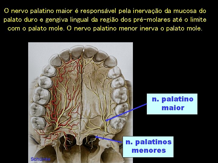 DISTRIBUIO PERIFRICA DO NERVO TRIGMEO NERVO MAXILAR Segundo