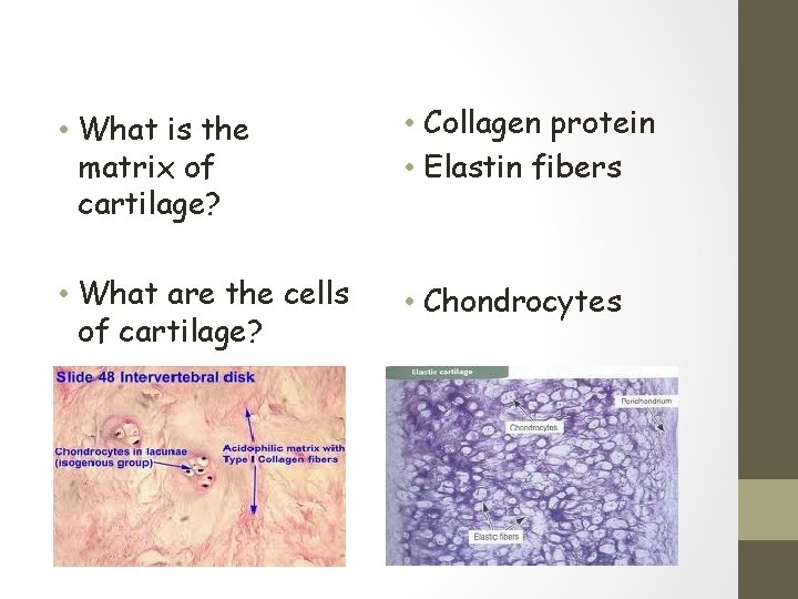 Respiratory Muscular Skeletal Systems Specialized Tissues What are
