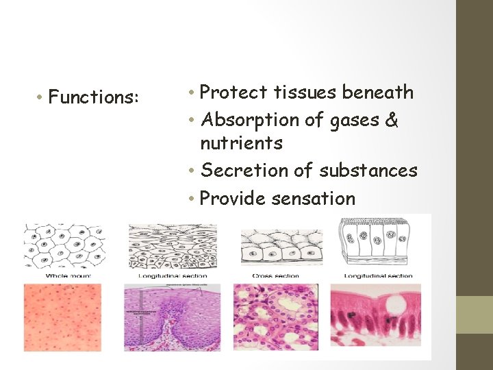Respiratory Muscular Skeletal Systems Specialized Tissues What are