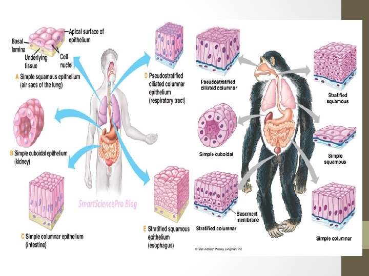 Respiratory Muscular Skeletal Systems Specialized Tissues What are