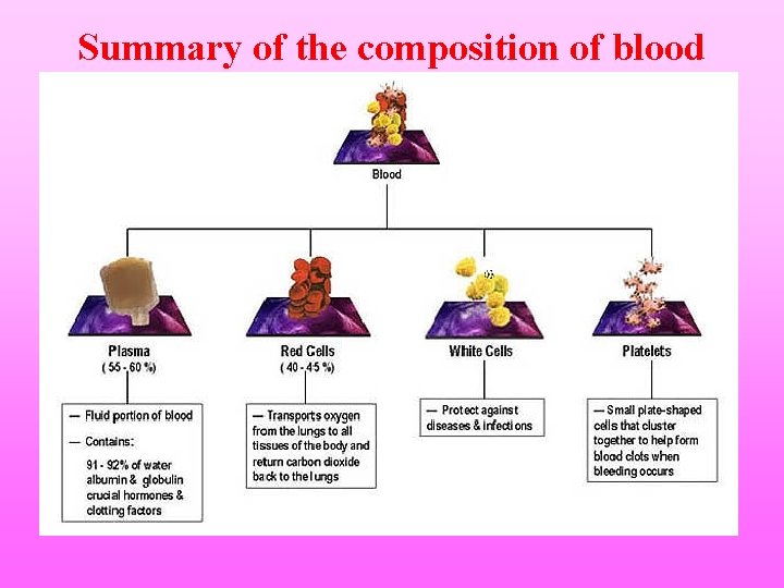 The components of the blood and their jobs