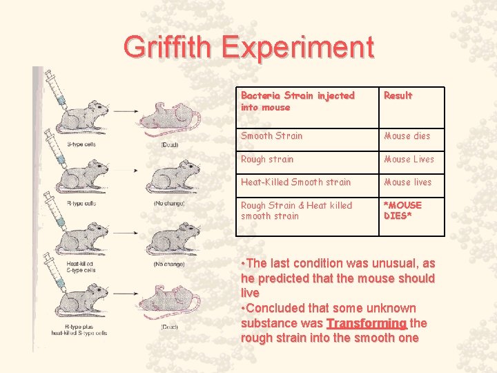 DNA Protein Synthesis Gene to Protein Nucleic Acids