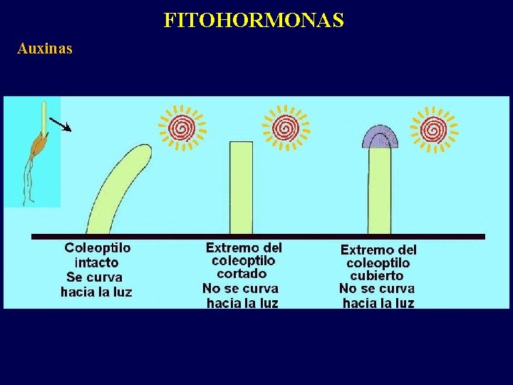 Biologa de Plantas Fitohormonas y regulacin del crecimiento