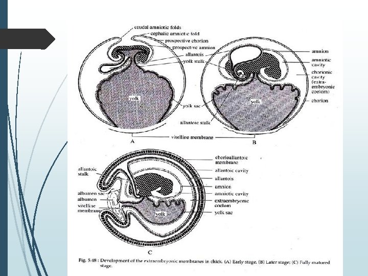Extraembryonic Membranes Meaning of Extraembryonic Structures in Chick