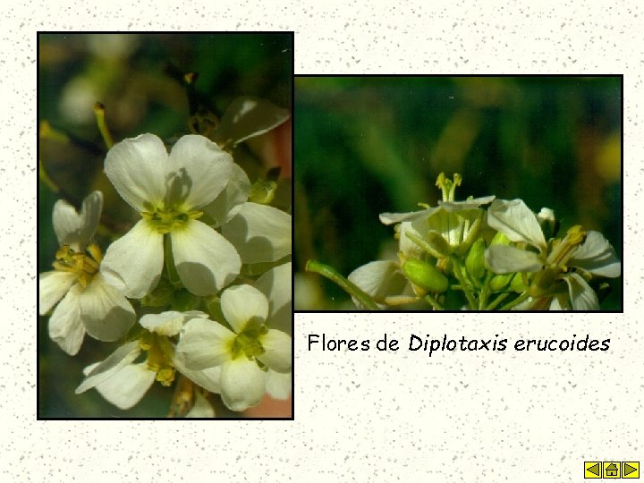 Prctica 9 Morfologa Vegetal Diplotaxis erucoides Morfologa de