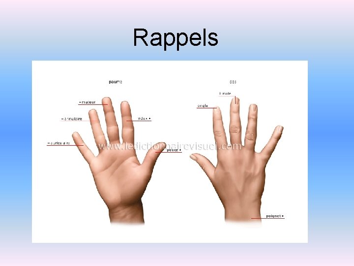 PANARIS ET PHLEGMON M YAKOUBI FACULTE DE MEDECINE