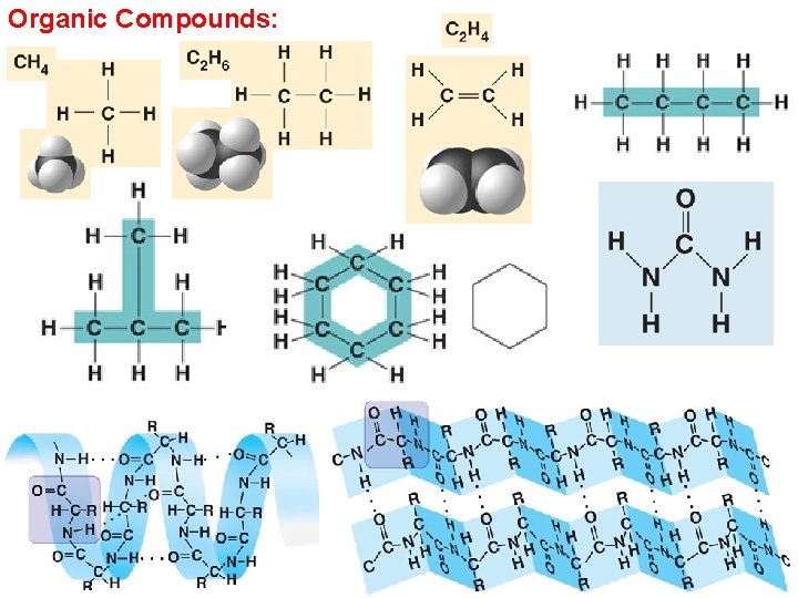 Chapter 4 Carbon and the Molecular Diversity of