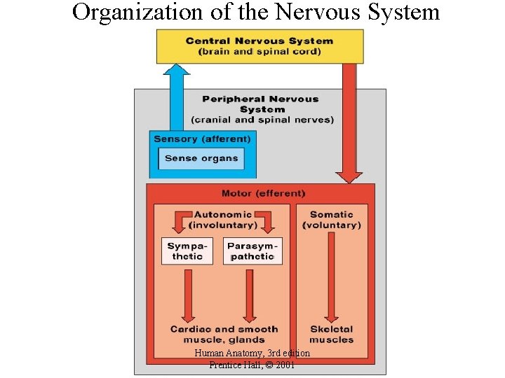 The Nervous System Neural Tissue Chapter 13 Human