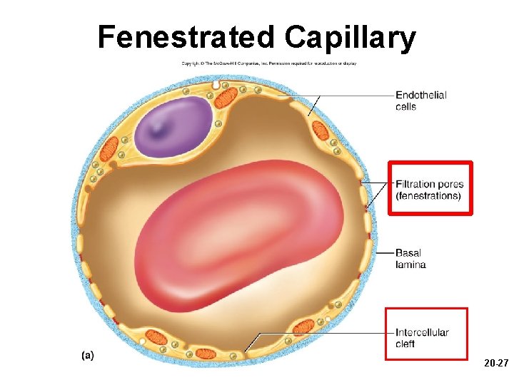 Chapter 20 Blood Vessels Circulation 20 1 Ch