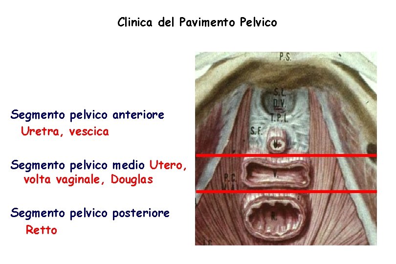 UROGINECOLOGIA UROLOGIA FEMMINILE I prolassi degli organi pelvici