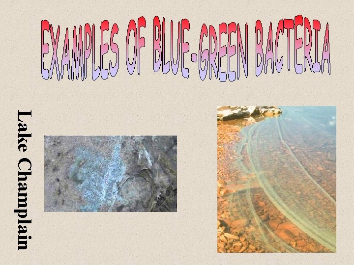 THE FIVE KINGDOMS 1 Bacteria Introduction to Bacteria