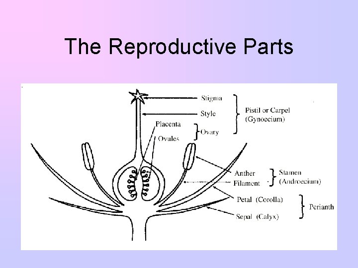 The Reproductive Parts of a Flower AGR 161