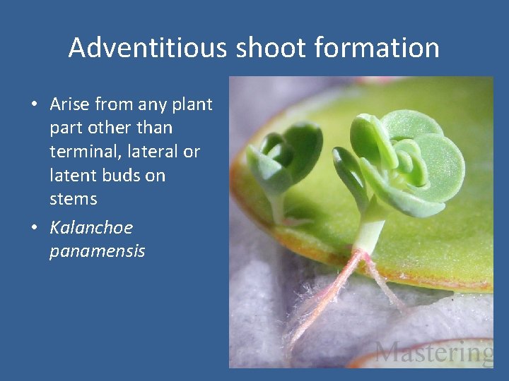 Biology of adventitious root formation on cuttings The