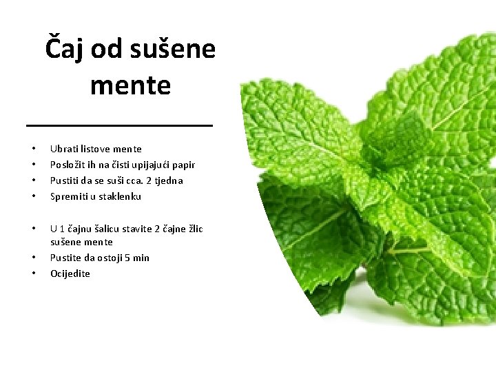 MENTA MENTA Metvica Nana Ima ih oko 30