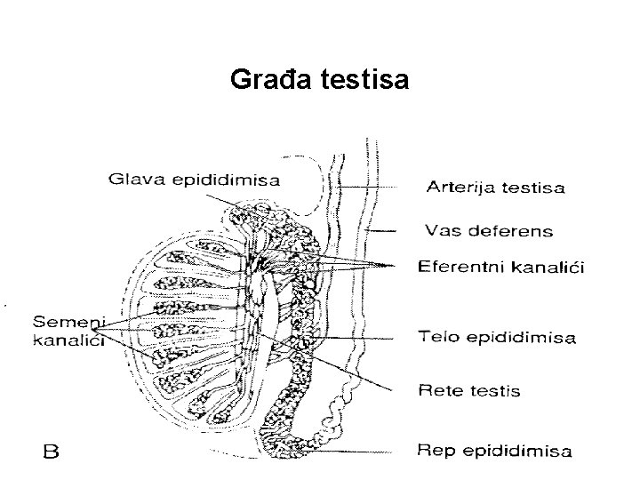 REPRODUKTIVNI SISTEM Funkcija reproduktivnog sistema Nastanak nove jedinke