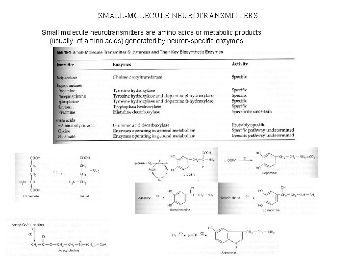 LECTURE 11 SYNAPSES IV TRANSMITTER SYNTHESIS AND RELEASE