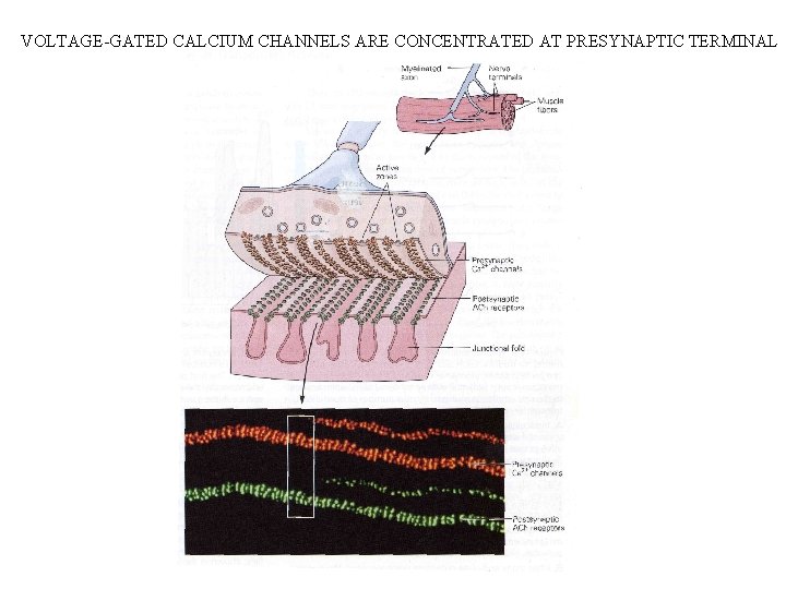 LECTURE 11 SYNAPSES IV TRANSMITTER SYNTHESIS AND RELEASE