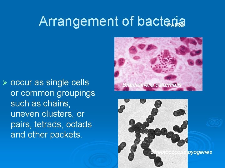Kingdom Eubacteria Eu new or true Parts of