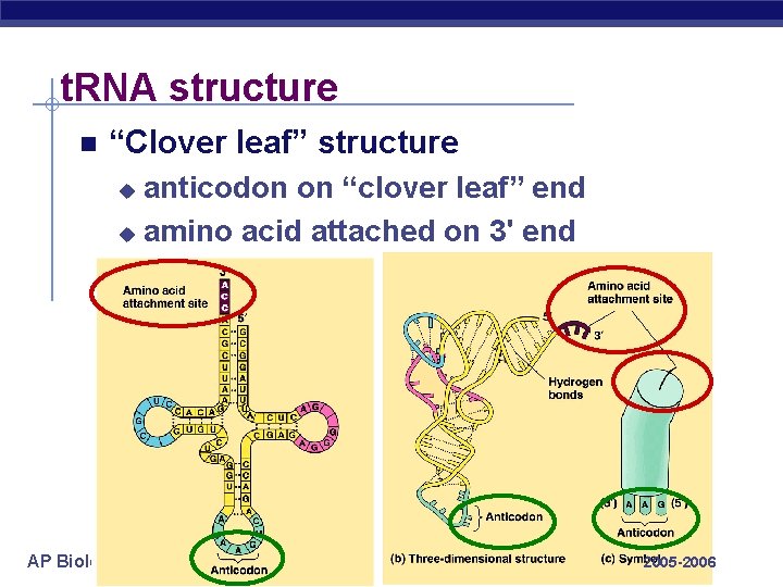 Chapter 17 From Gene to Protein AP Biology