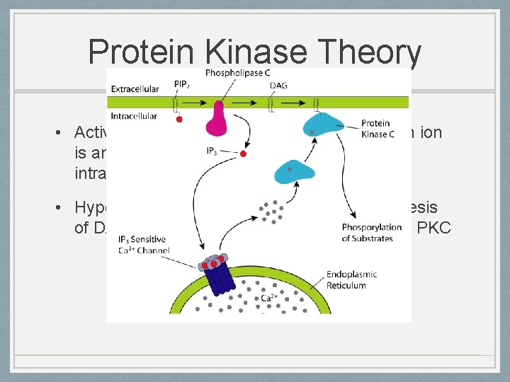 Complications of Diabetes An Overview of the Pathophysiology