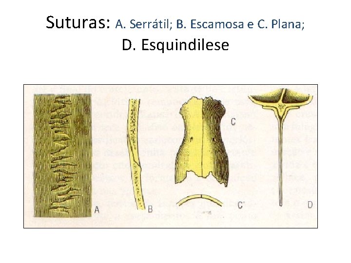 ANATOMIA TOPOGRFICA DA CABEA AULA 1 Introduo Ossos