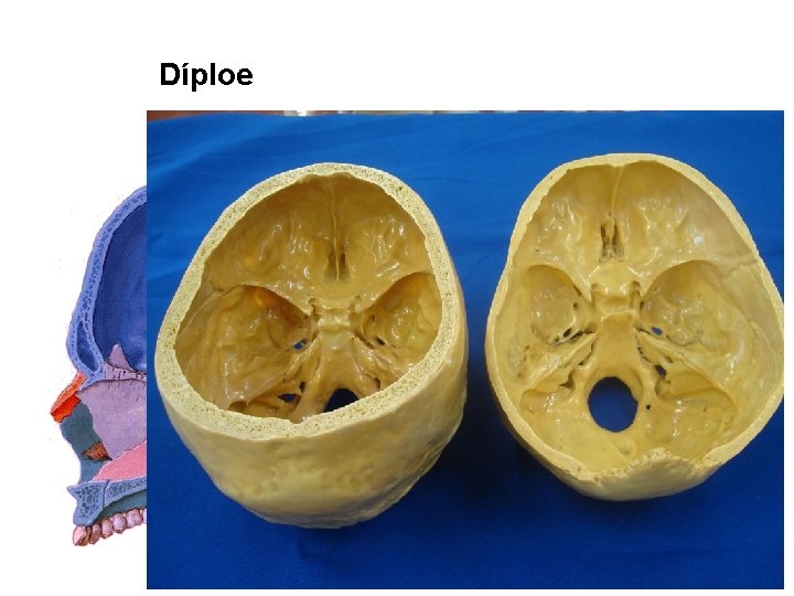ANATOMIA TOPOGRFICA DA CABEA AULA 1 Introduo Ossos