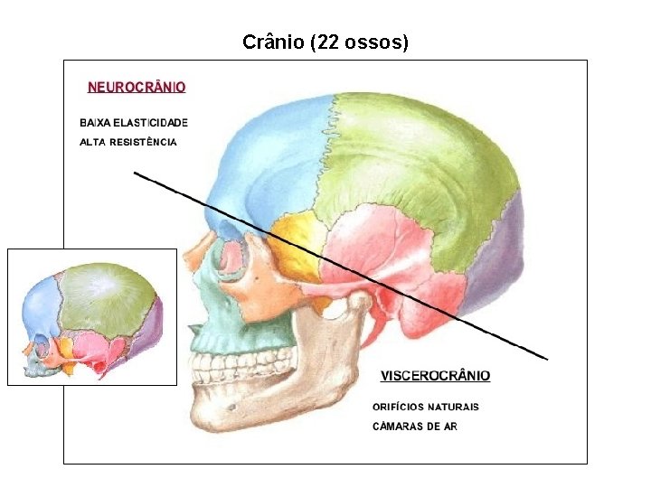 ANATOMIA TOPOGRFICA DA CABEA AULA 1 Introduo Ossos