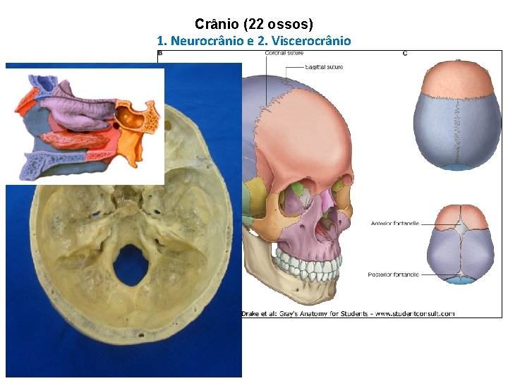 ANATOMIA TOPOGRFICA DA CABEA AULA 1 Introduo Ossos