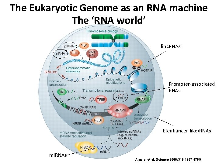Concepts and Introduction to RNA Bioinformatics Annalisa Marsico