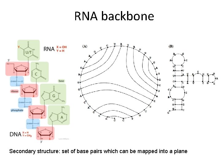 Concepts and Introduction to RNA Bioinformatics Annalisa Marsico