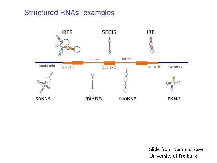 Concepts and Introduction to RNA Bioinformatics Annalisa Marsico