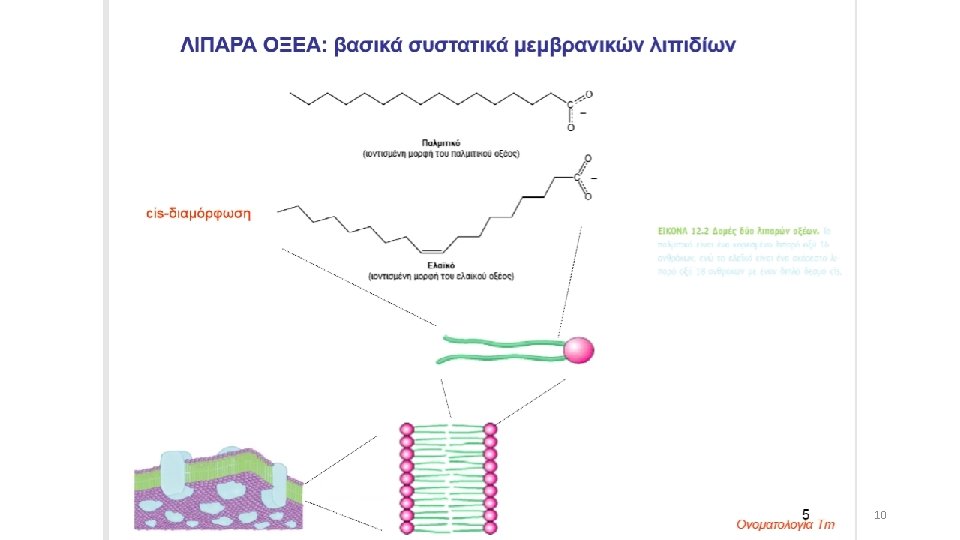 LIPID MAPS Nature Lipidomics Gateway http www lipidmaps