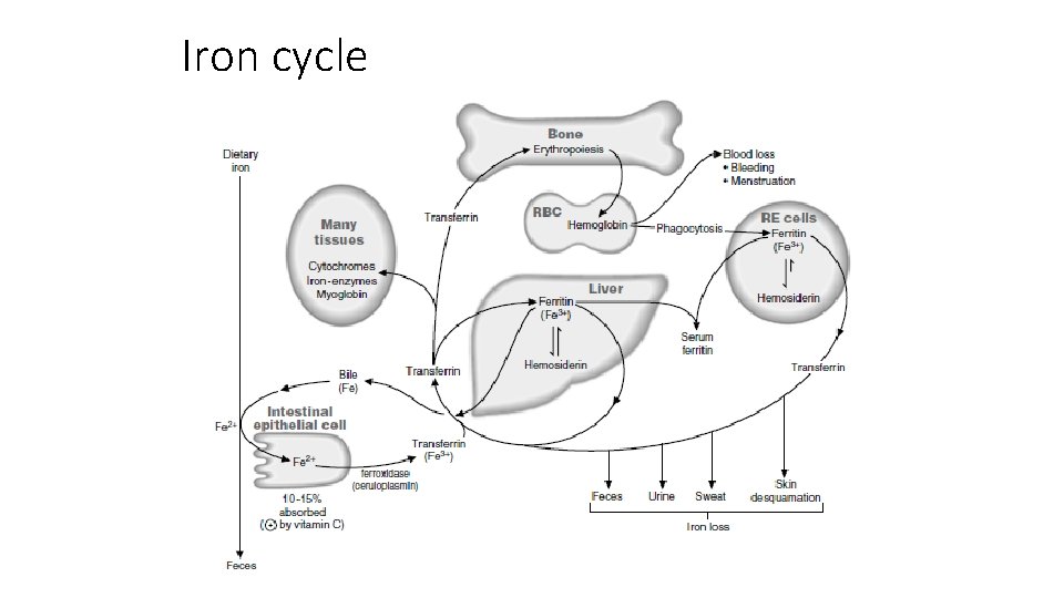 Biochemistry of Blood and Energy of Cardiac Muscles