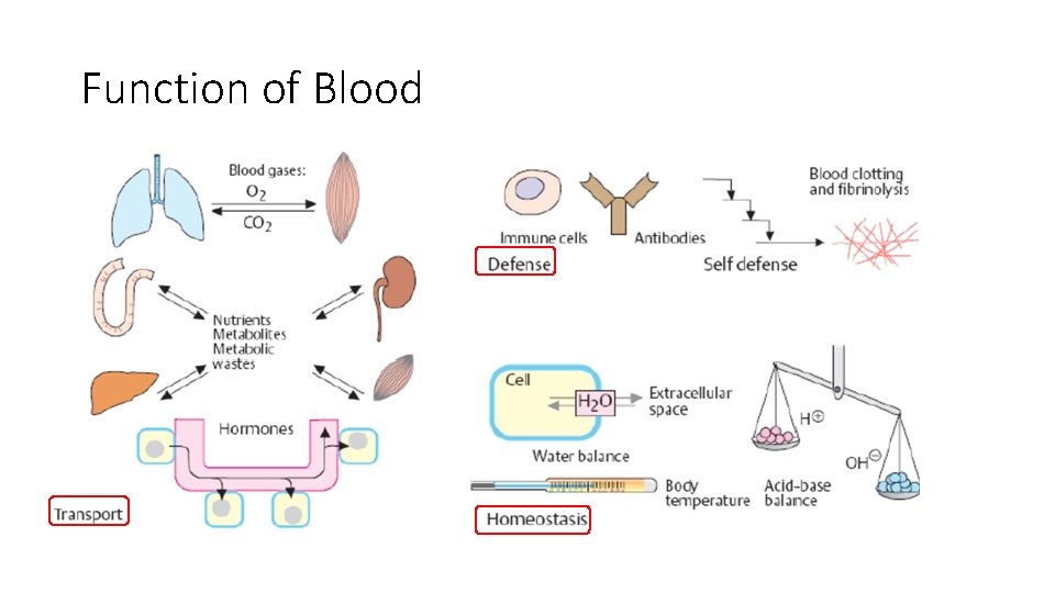 Biochemistry of Blood and Energy of Cardiac Muscles