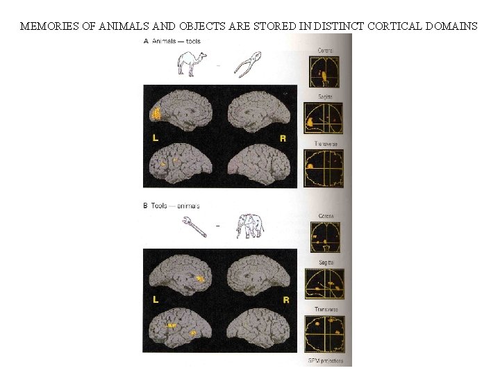 LECTURE 19 ANATOMICAL FUNCTIONAL ORGANIZATION OF LEARNING MEMORY