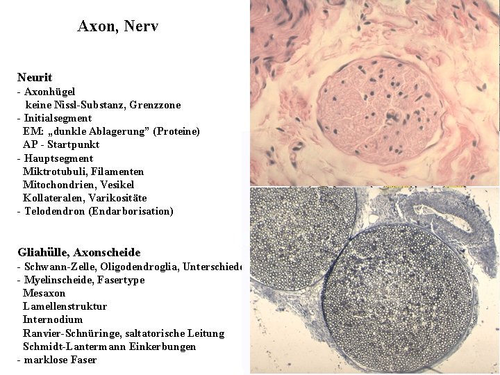 Neurone Axon Dendrit Synapse Proliferation und Differenzierung im