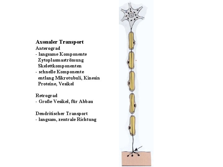 Neurone Axon Dendrit Synapse Proliferation und Differenzierung im
