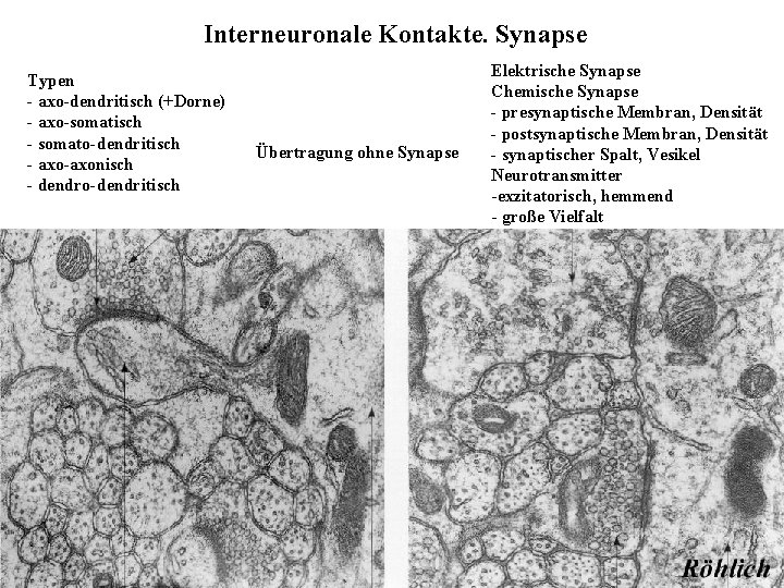 Neurone Axon Dendrit Synapse Proliferation und Differenzierung im