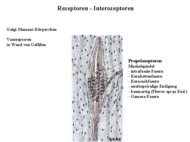 Neurone Axon Dendrit Synapse Proliferation und Differenzierung im