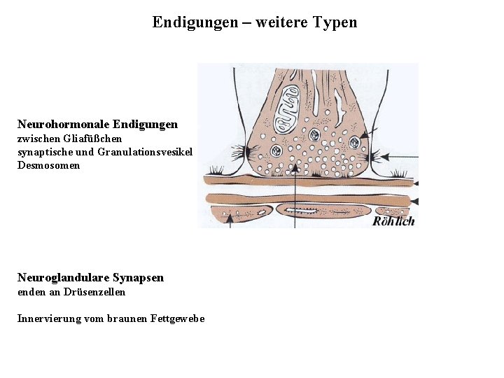 Neurone Axon Dendrit Synapse Proliferation und Differenzierung im
