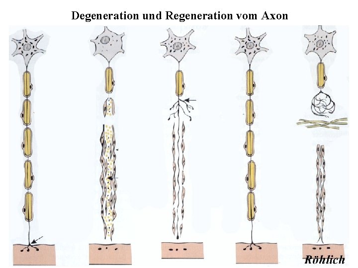 Neurone Axon Dendrit Synapse Proliferation und Differenzierung im