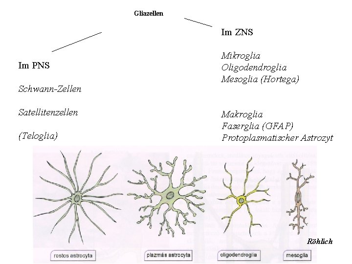 Neurone Axon Dendrit Synapse Proliferation und Differenzierung im