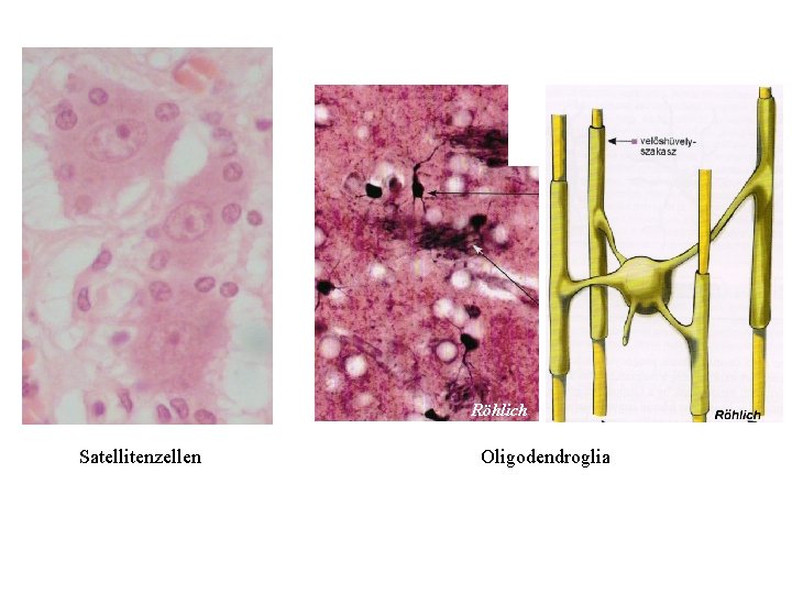 Neurone Axon Dendrit Synapse Proliferation und Differenzierung im