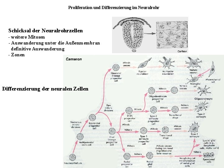 Neurone Axon Dendrit Synapse Proliferation und Differenzierung im
