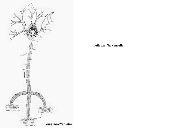 Neurone Axon Dendrit Synapse Proliferation und Differenzierung im
