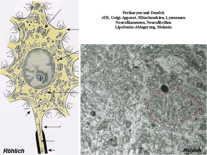 Neurone Axon Dendrit Synapse Proliferation und Differenzierung im
