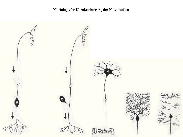 Neurone Axon Dendrit Synapse Proliferation und Differenzierung im