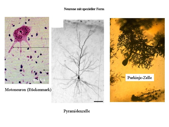 Neurone Axon Dendrit Synapse Proliferation und Differenzierung im