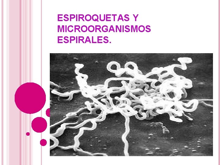 ESPIROQUETAS Y MICROORGANISMOS ESPIRALES ESPIROQUETAS Bacterias espirales y
